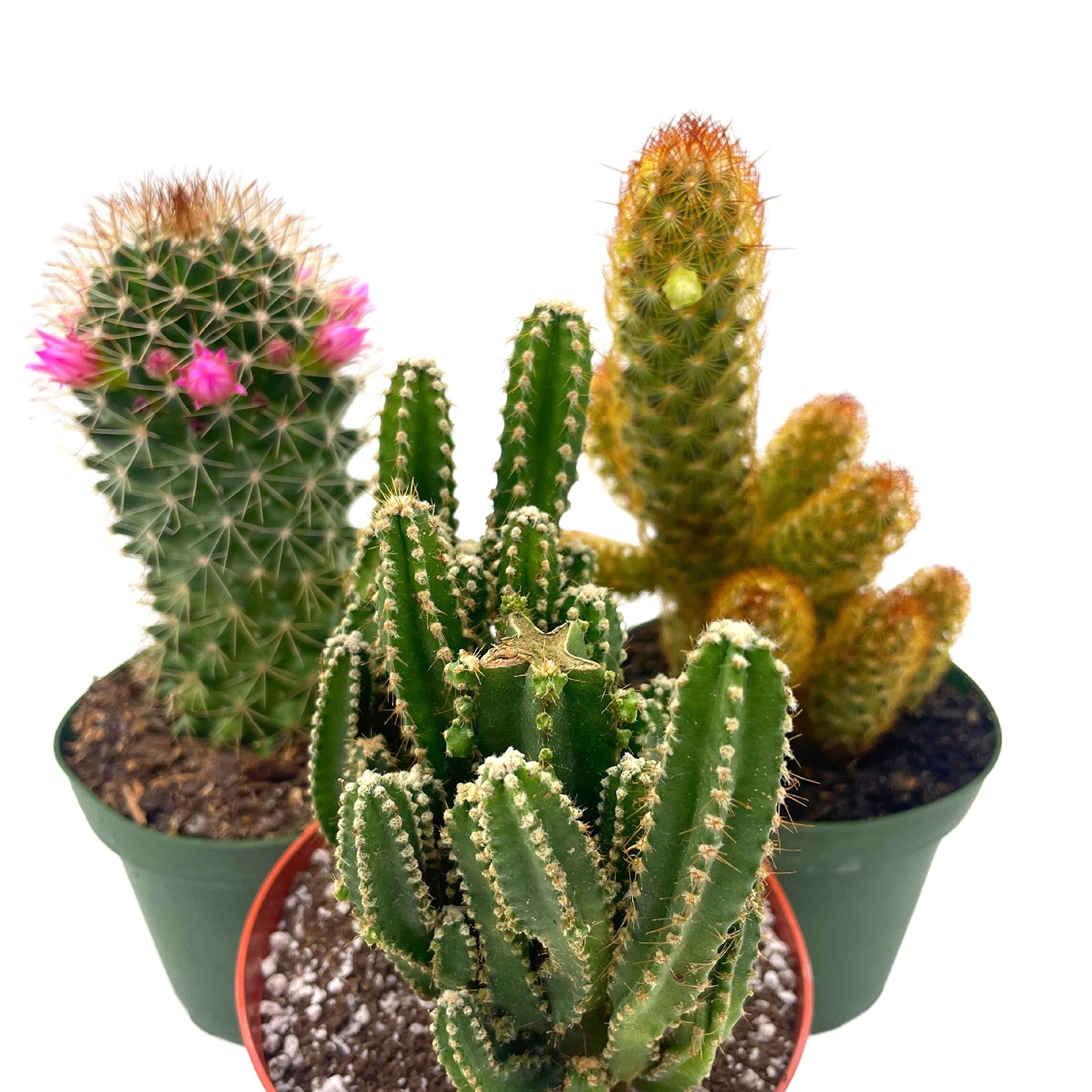 BubbleBlooms Cactus Assortment, 4 inch Set of 3, Best-Sellers Most ...