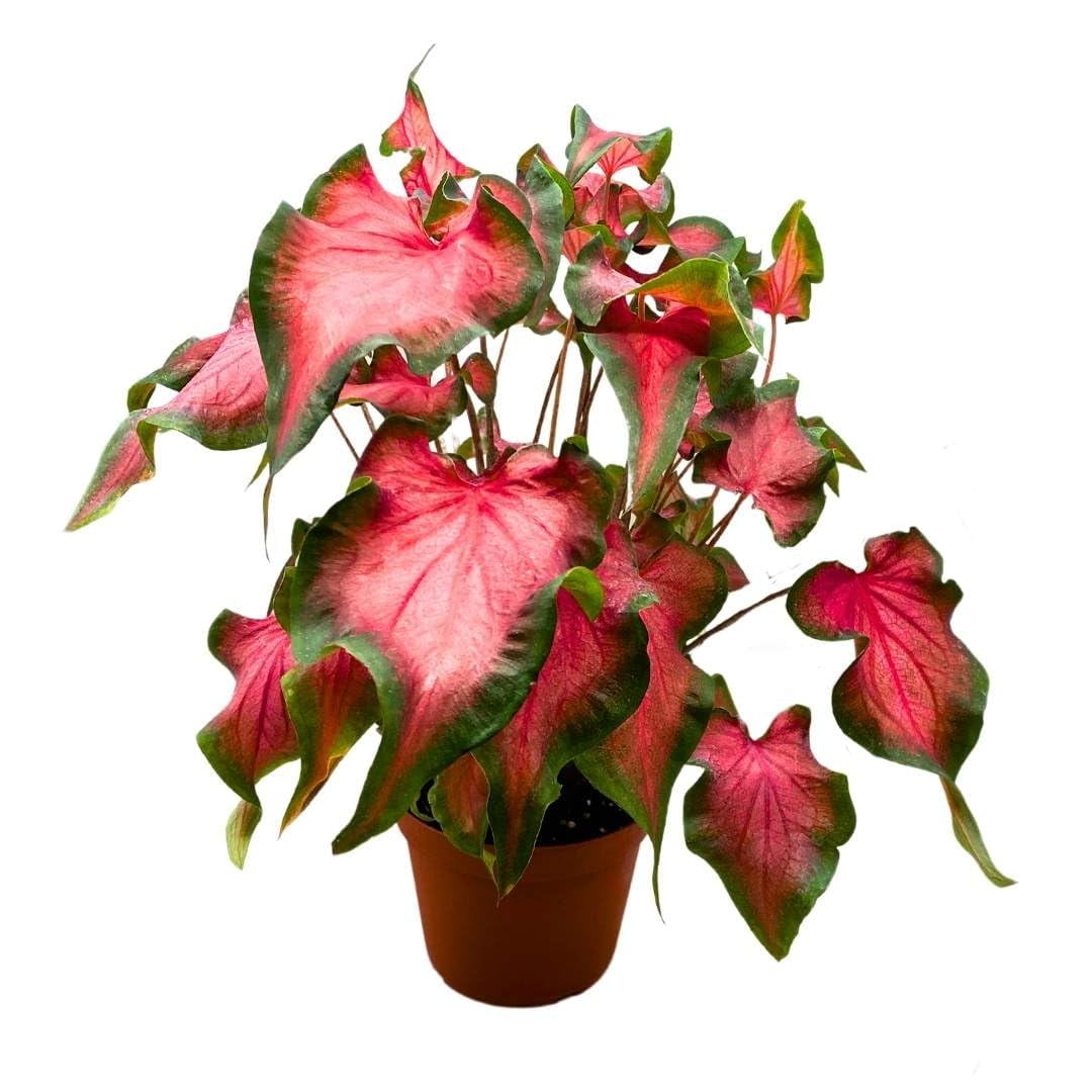 BubbleBlooms Caladium Fairytale Princess 6 inch - Walmart.com
