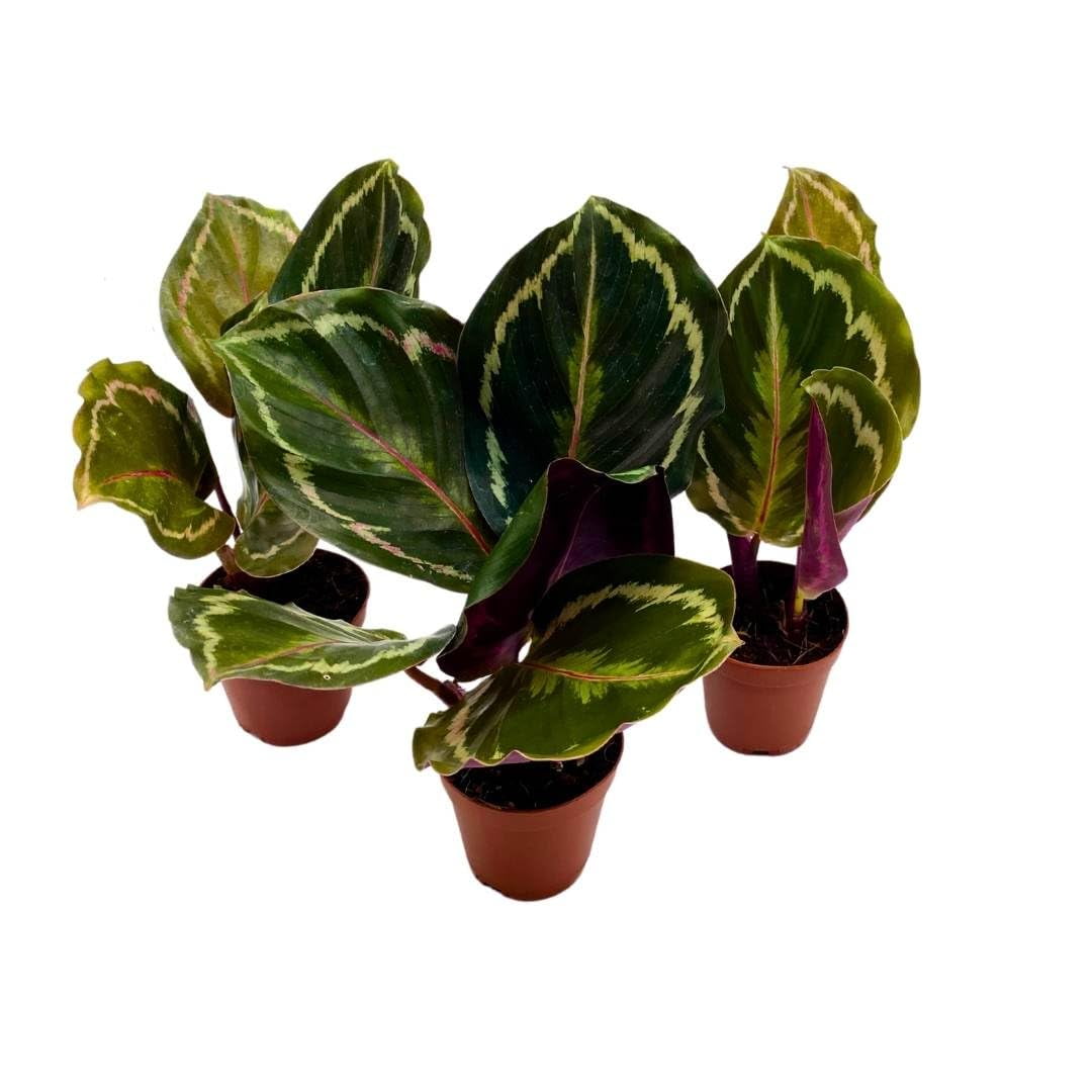 BubbleBlooms Calathea Medallion Set of 3 in 2 inch pots Tiny Mini Pixie ...