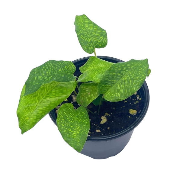 BubbleBlooms Calathea Musaica, Calathea Network Prayer Plant, Very Rare ...