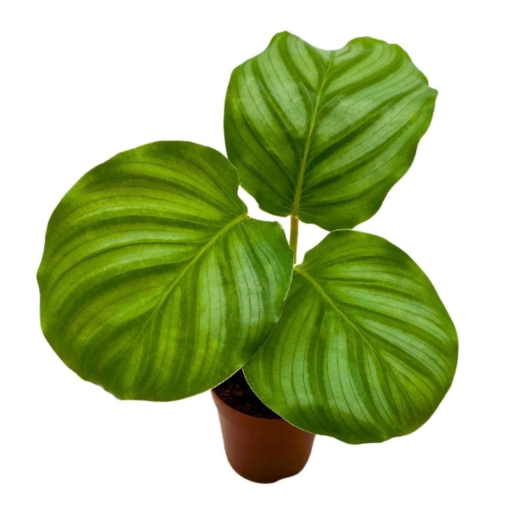BubbleBlooms Calathea Orbifolia in a 2 inch Pot - Walmart.com