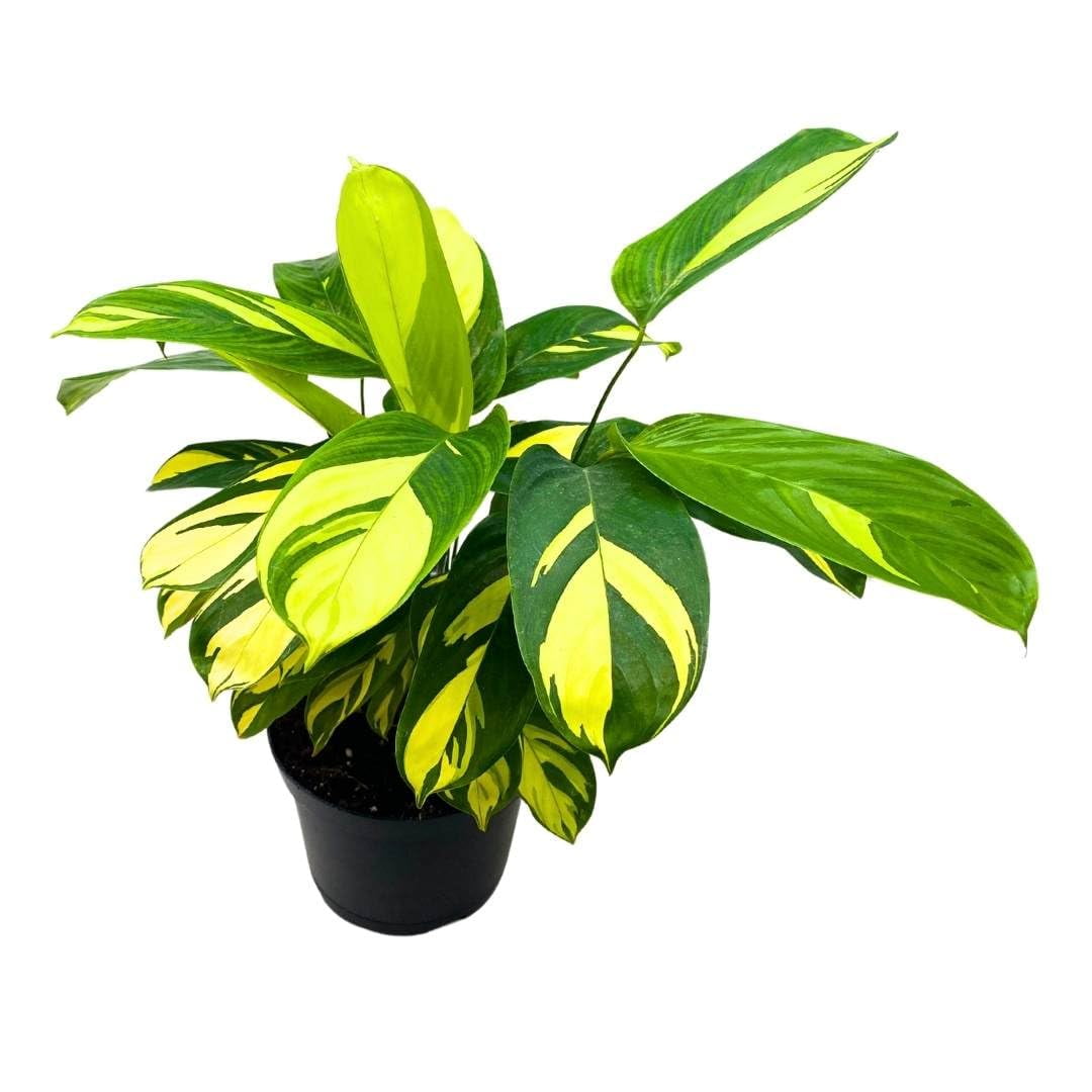 BubbleBlooms Calathea Pilosa Ctenanthe Golden Mosaic 6 inch - Walmart.com