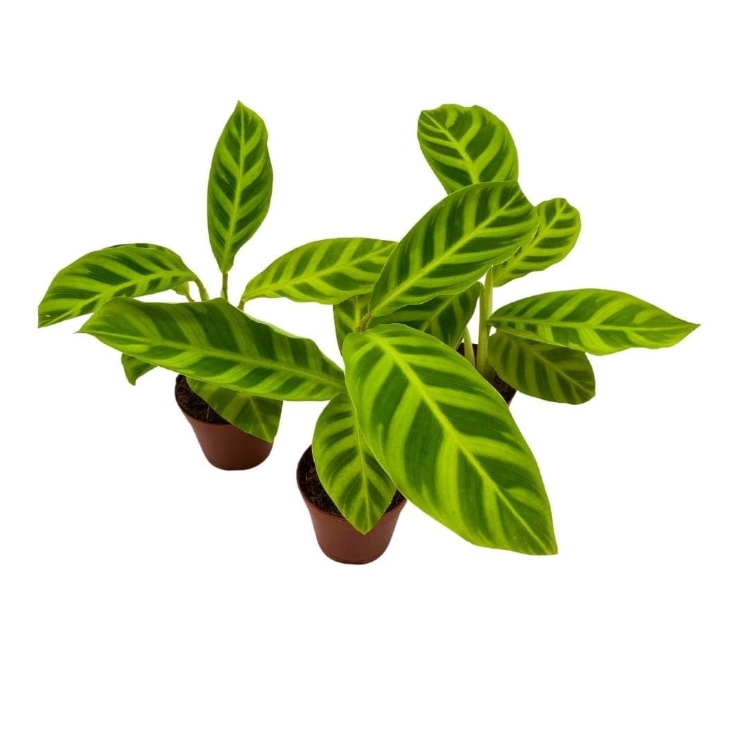 BubbleBlooms Calathea Zebrina Set of 3 in 2 inch pots Tiny Mini Pixie ...