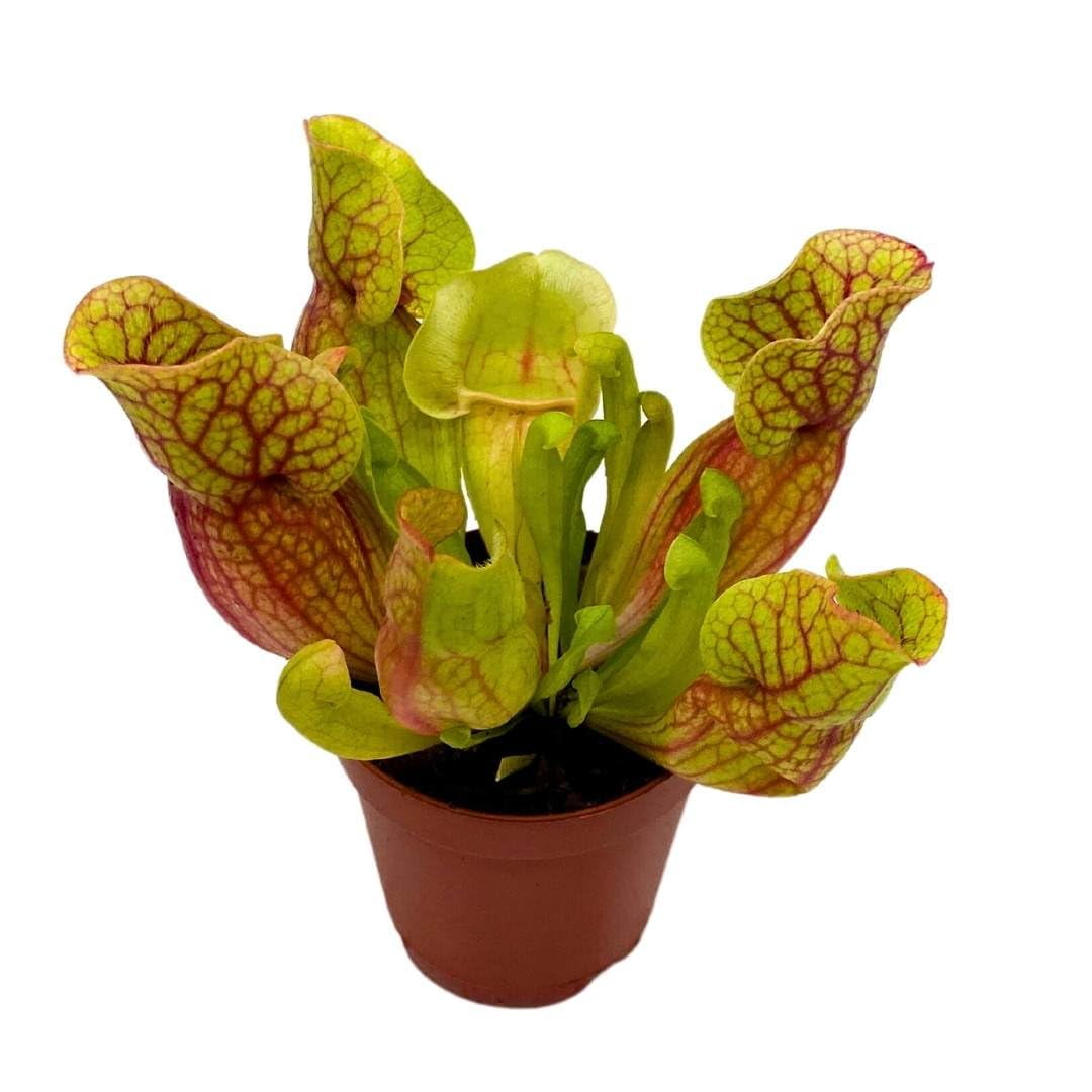 BubbleBlooms Carnivorous Plant Jumpo Red Parrot Pitcher Sarracenia 2 ...