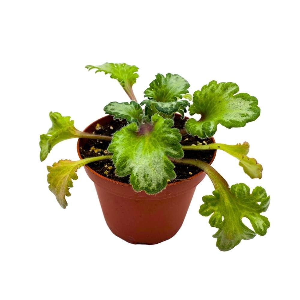 BubbleBlooms Curly Loki Gesneriad Primulina Flowering Indoor Chirita ...