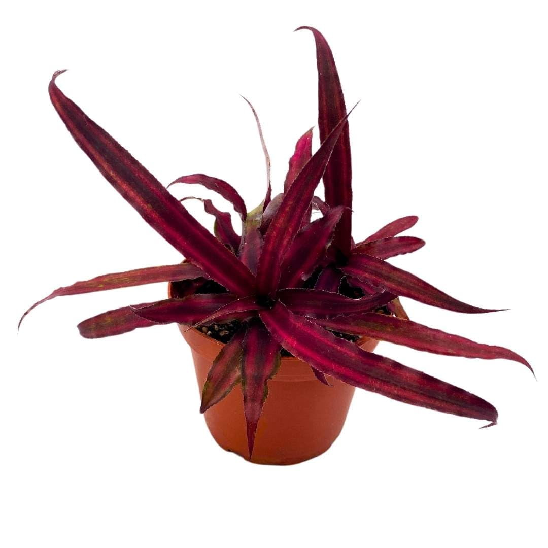BubbleBlooms Dark Red Crpyanthus Earth Star in a 4 inch Pot - Walmart.com