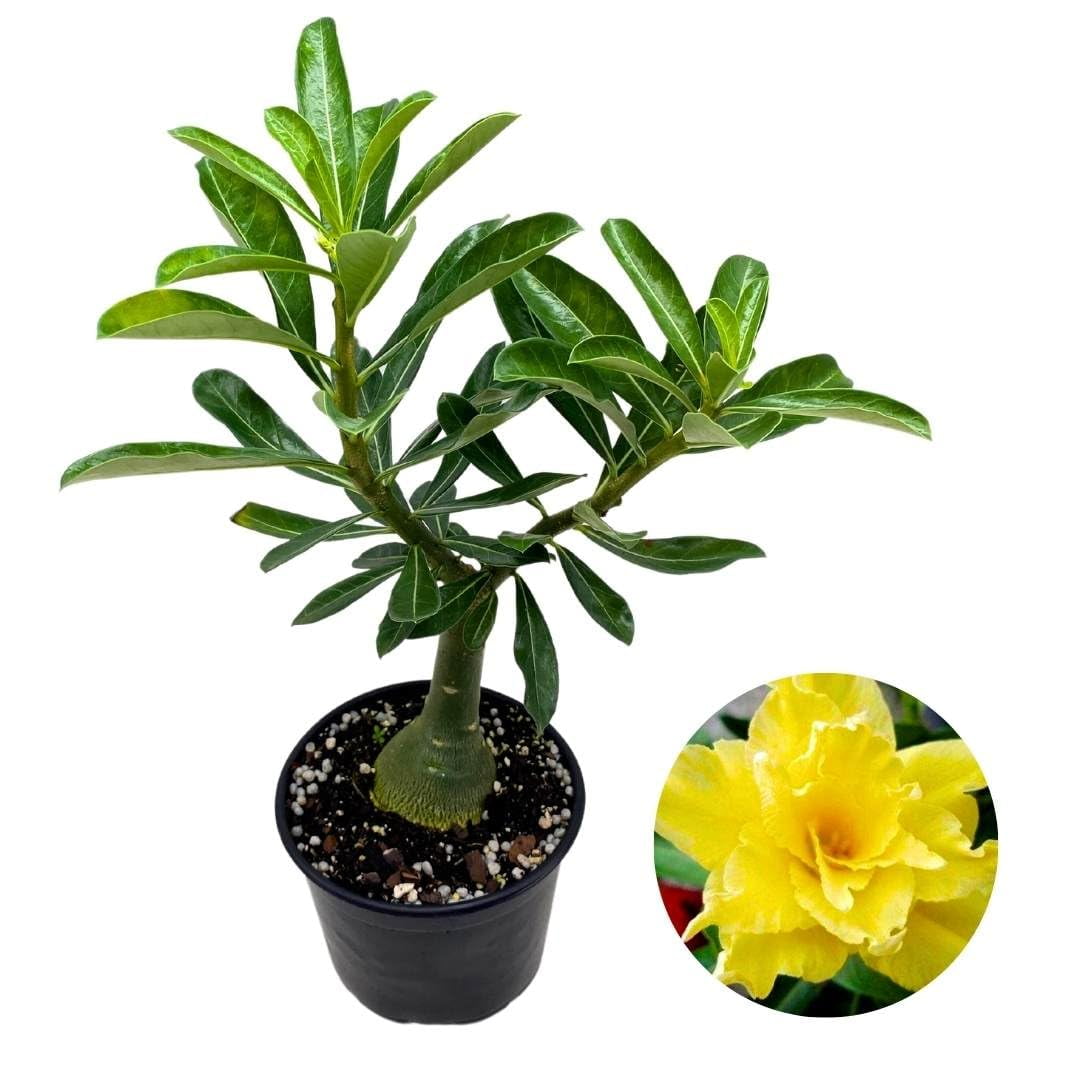 BubbleBlooms Desert Rose Golden Cicada 5 inch Pot Yellow Exotic Rare ...