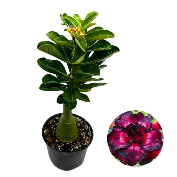 BubbleBlooms Desert Rose Moran 5 inch Pot Black Purple and Red ...