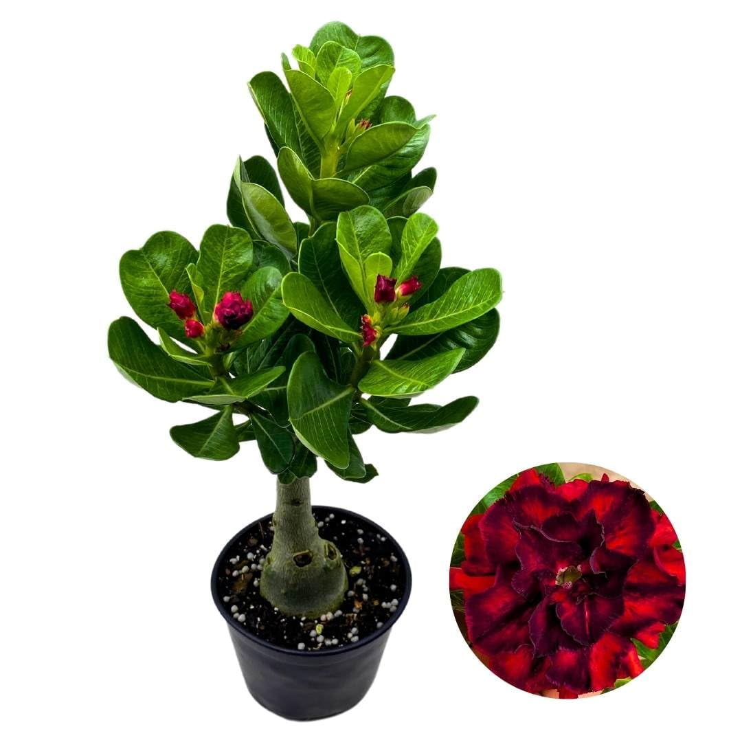 BubbleBlooms Desert Rose Queen of Spades 5 inch Pot Red and Black ...