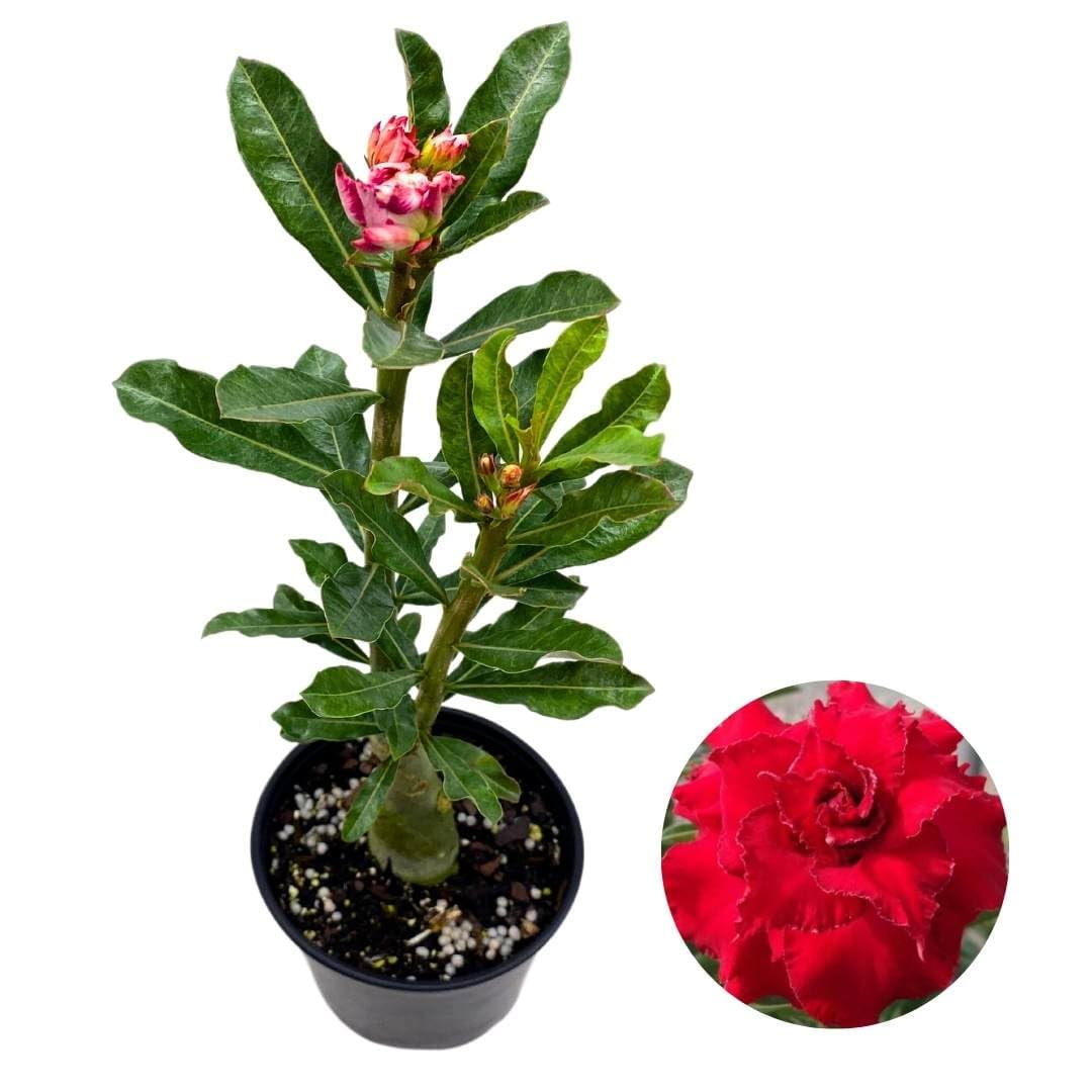 BubbleBlooms Desert Rose RC 169 Tuo Yao 5 inch Pot Red Ruffle Exotic ...