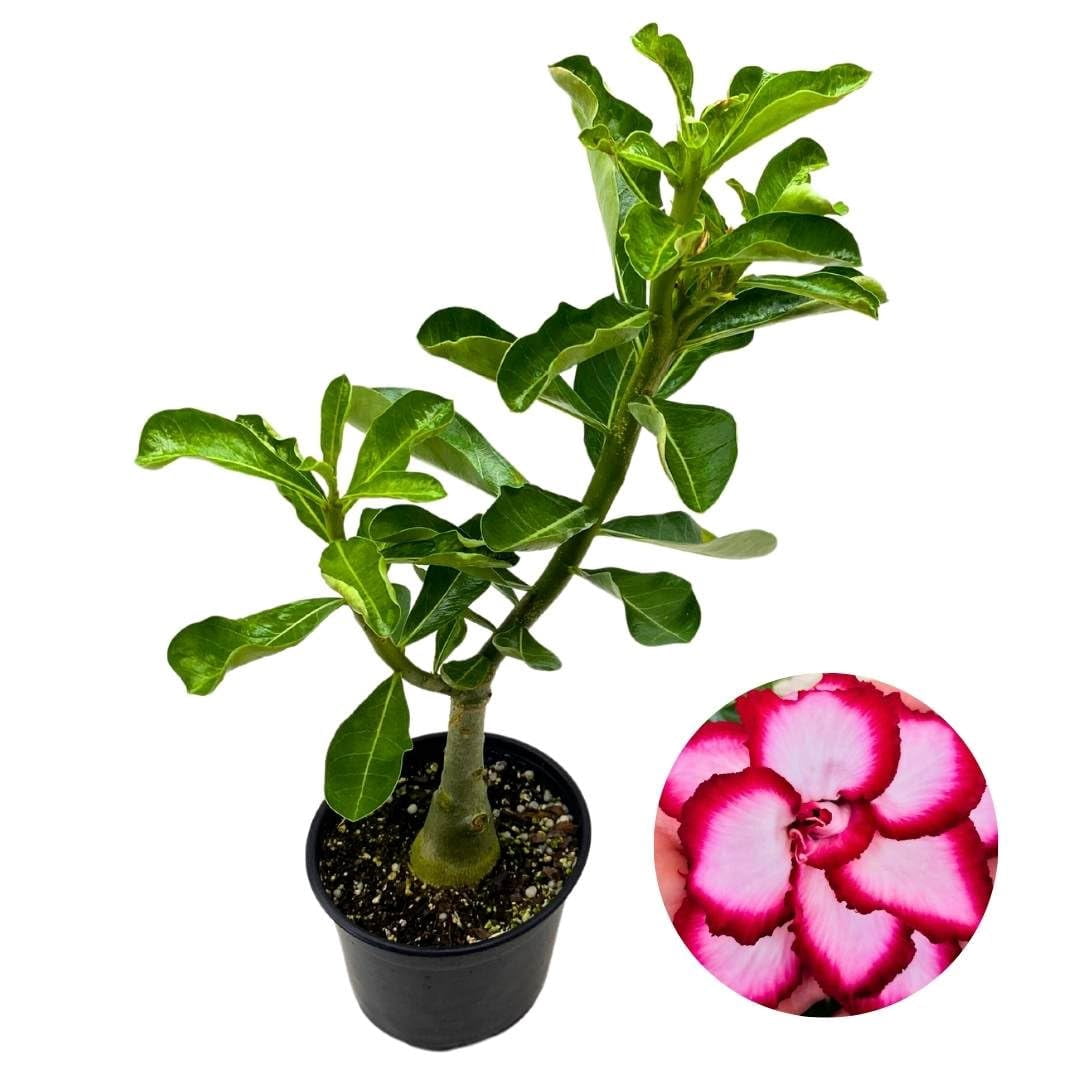 BubbleBlooms Desert Rose Royal Empress 5 inch Pot White Pink and Red ...