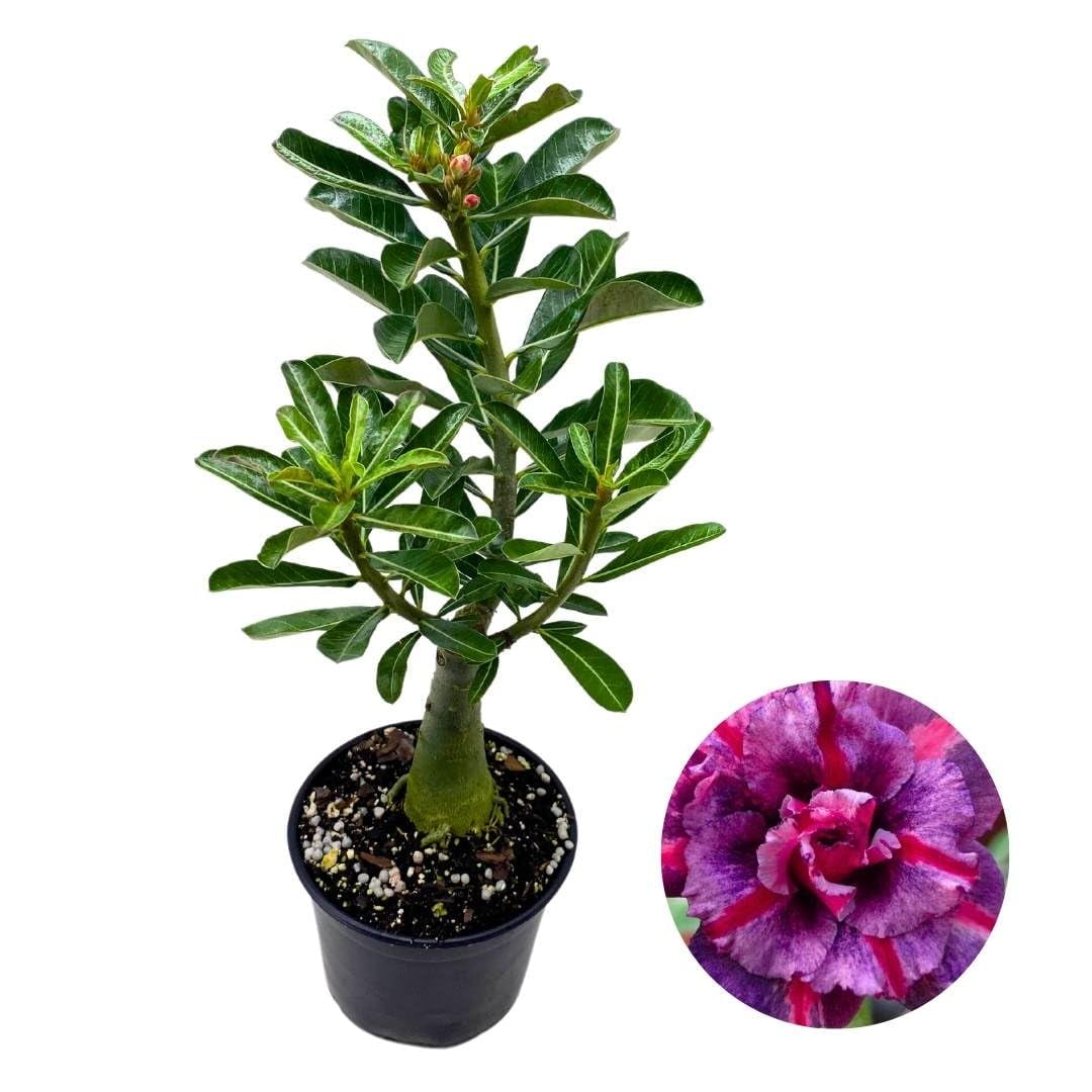 BubbleBlooms Desert Rose Secret of Victora 5 inch Pot Purple and Pink ...