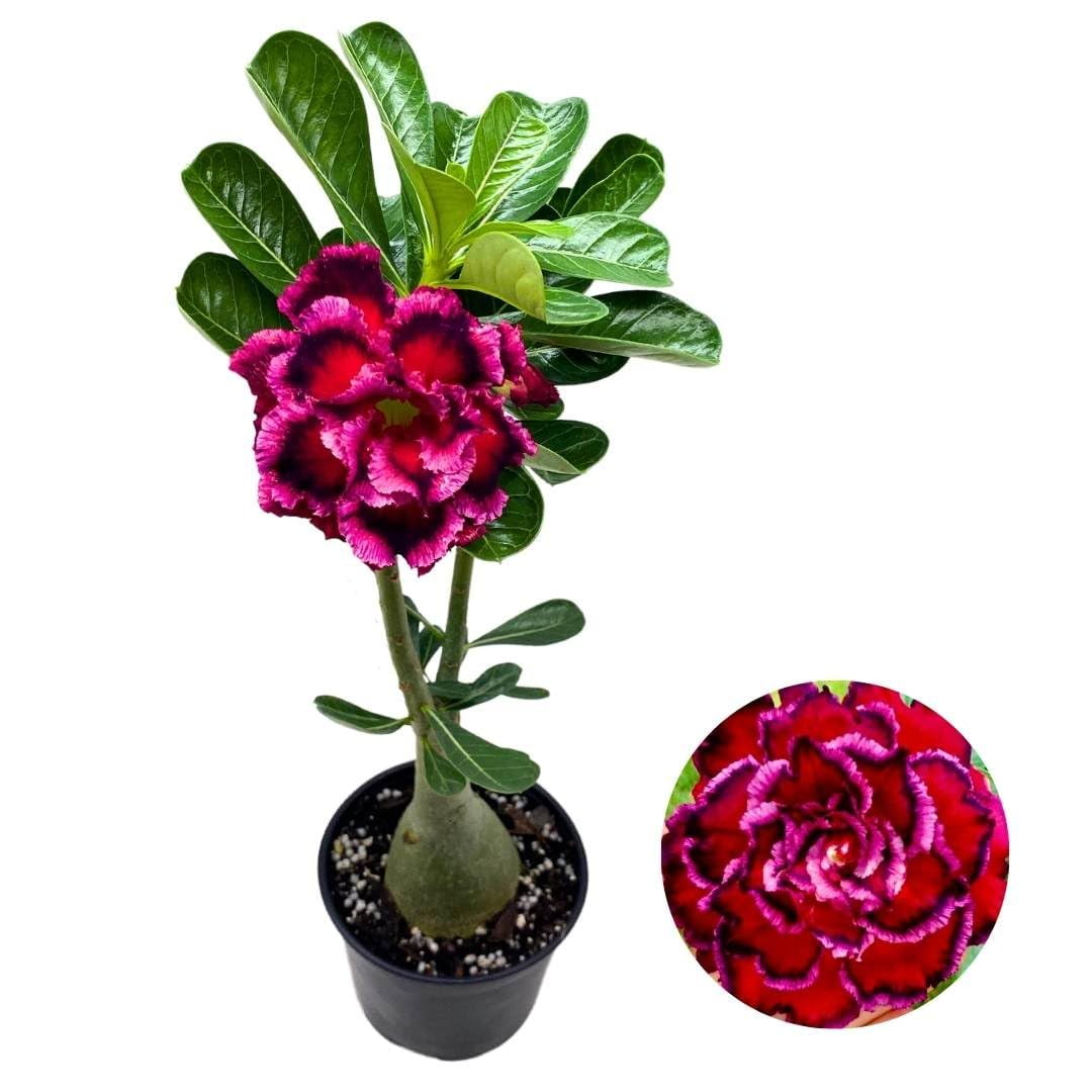 BubbleBlooms Desert Rose Seven Heaven 5 inch Pot Black Red and Pink ...