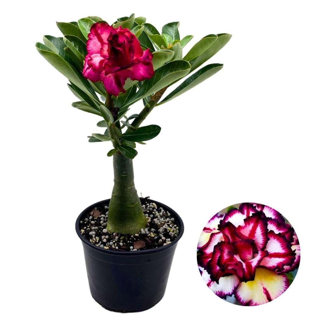BubbleBlooms Desert Rose Smokey Make Up 5 inch Pot Red White Pink ...