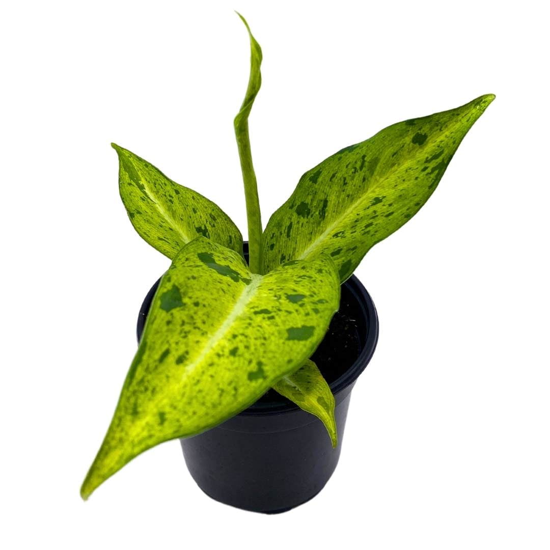 BubbleBlooms Dieffenbachia Camouflage in a 4 inch Pot Variegated Dumb ...