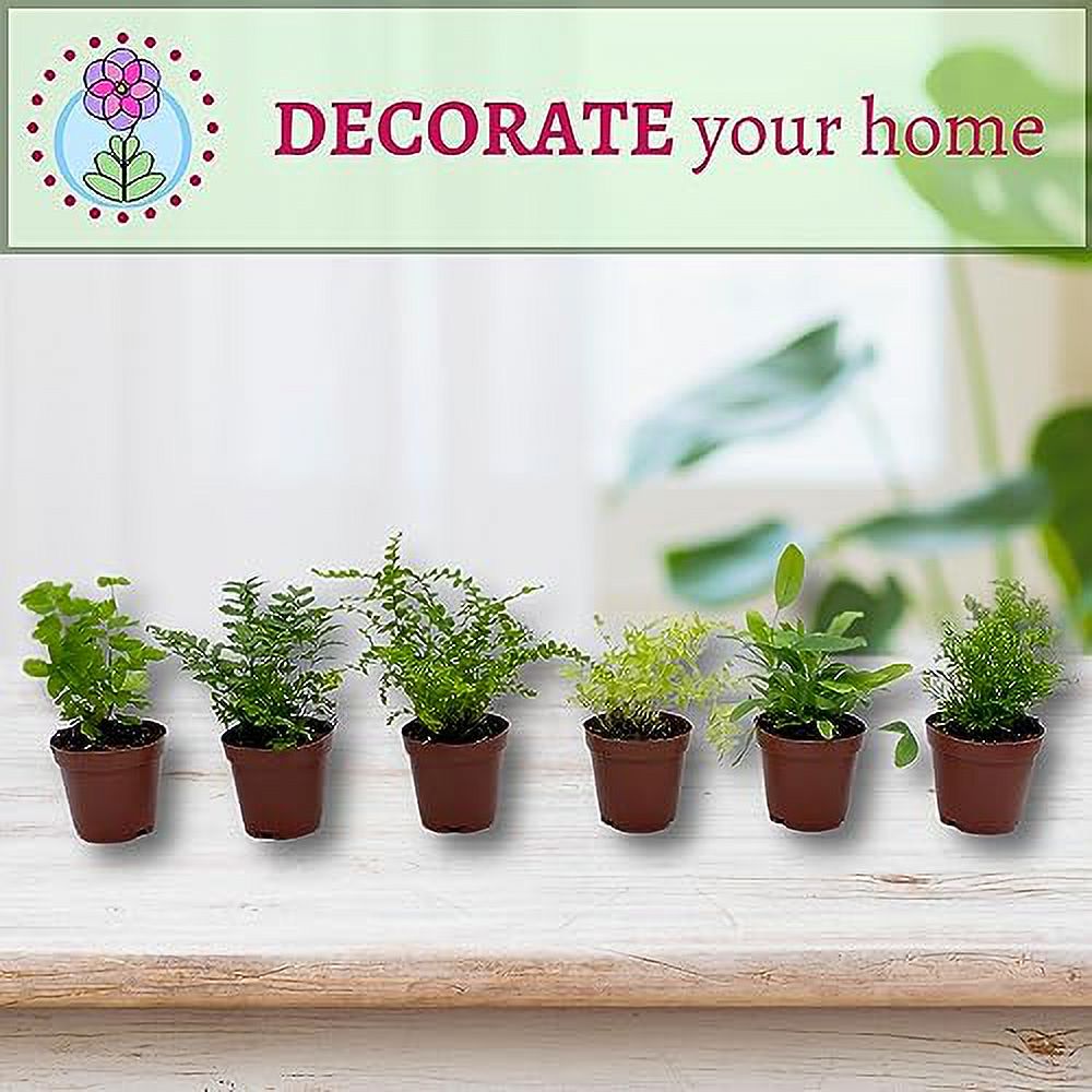 BubbleBlooms Fern Variety Assortment, 6 Different Ferns in 2 inch pots ...