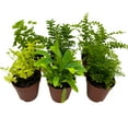 BubbleBlooms Live Indoor Houseplants: Fern Variety Assortment, 6 Unique ...