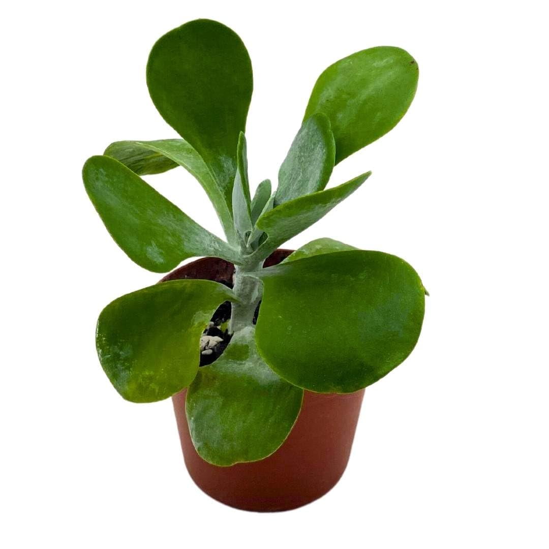 BubbleBlooms Flapjack Succulent Kalanchoe in a 3 inch Pot - Walmart.com