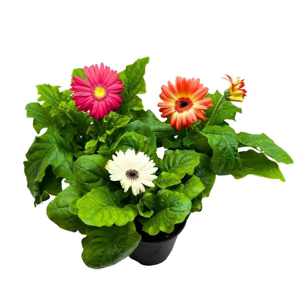 BubbleBlooms Flowering Gerbera Daisy jamesonii Set of 3 in 4 inch pots ...