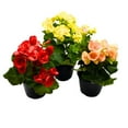 BubbleBlooms Flowering Rieger Begonia Set of 3 in 4 inch pots Hiemalis ...