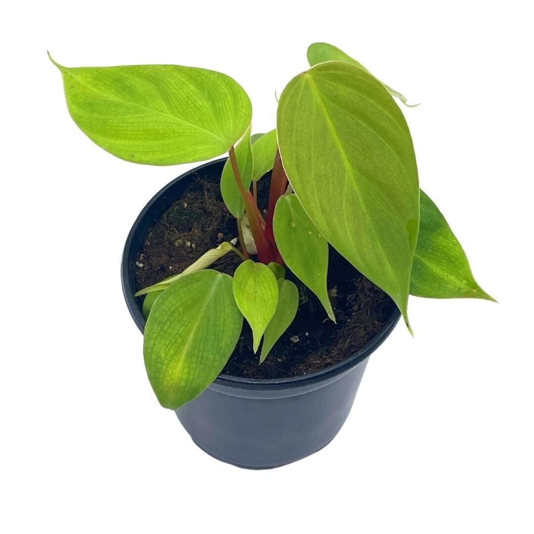 BubbleBlooms Fuzzy Petiole Philodendron Nangaritense Indoor Plant in 4 ...