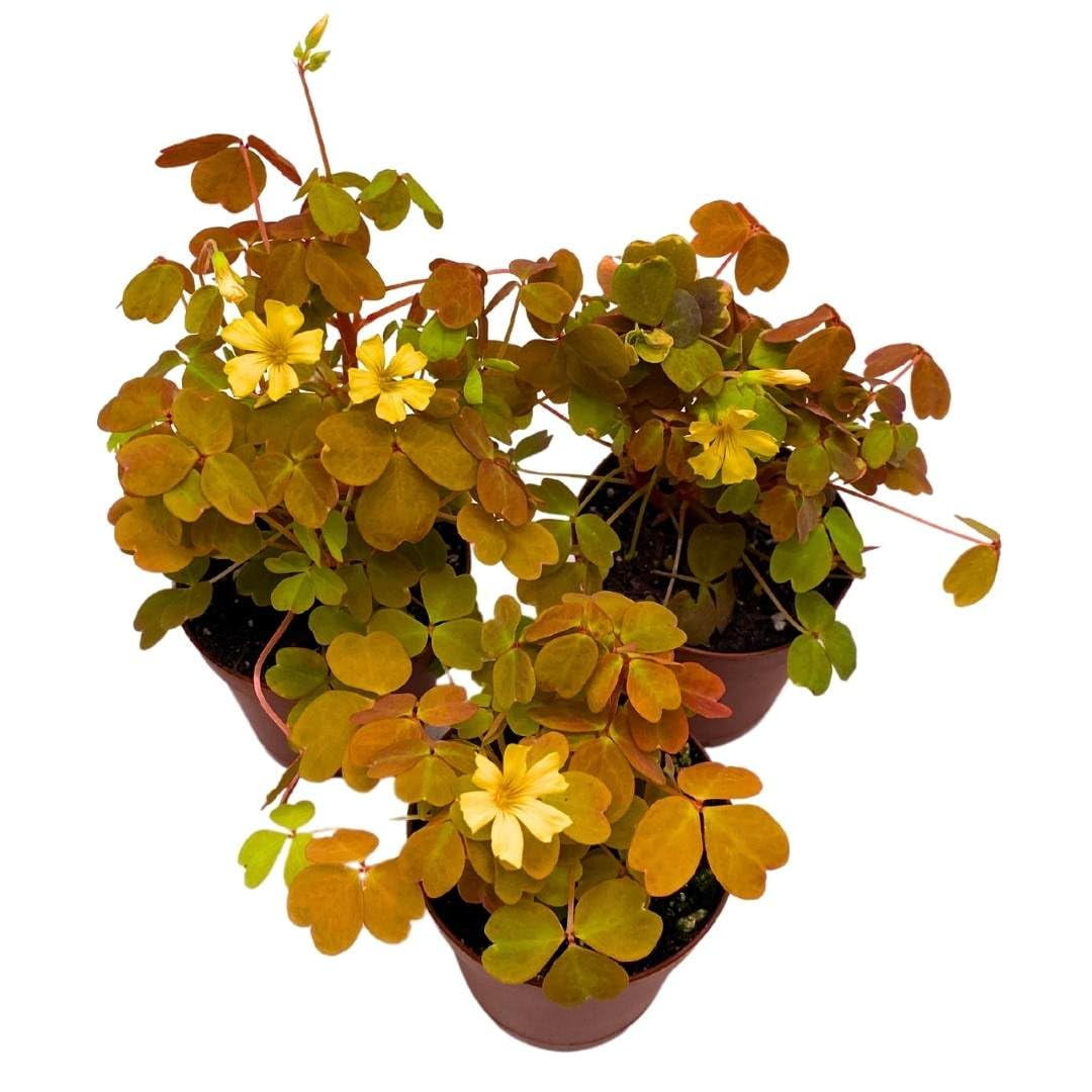 BubbleBlooms Golden Oxalis spiralis Aurea Set of 3 in 2 inch pots Tiny ...