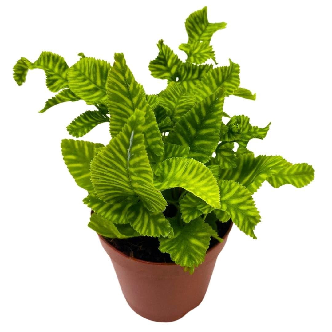 BubbleBlooms Golden Zebra Fern 4 inch Coniogramme emeiensis - Walmart.com