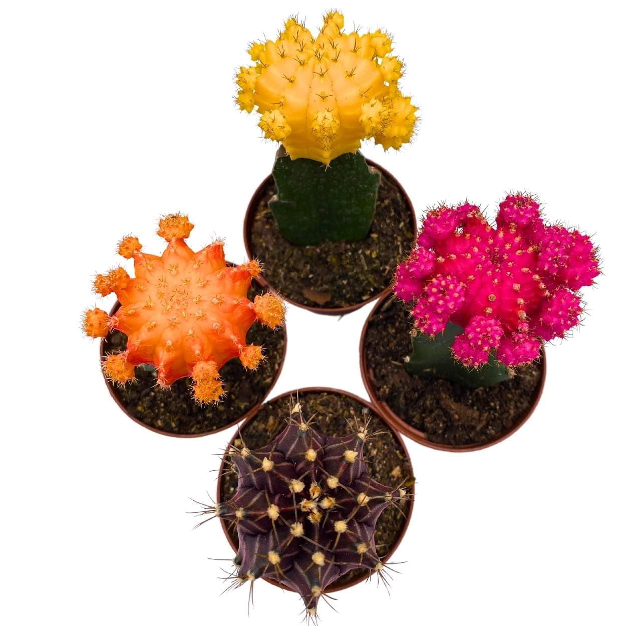 BubbleBlooms Grafted Cactus Assortment Set, 2 inch Set of 4, Colorful ...