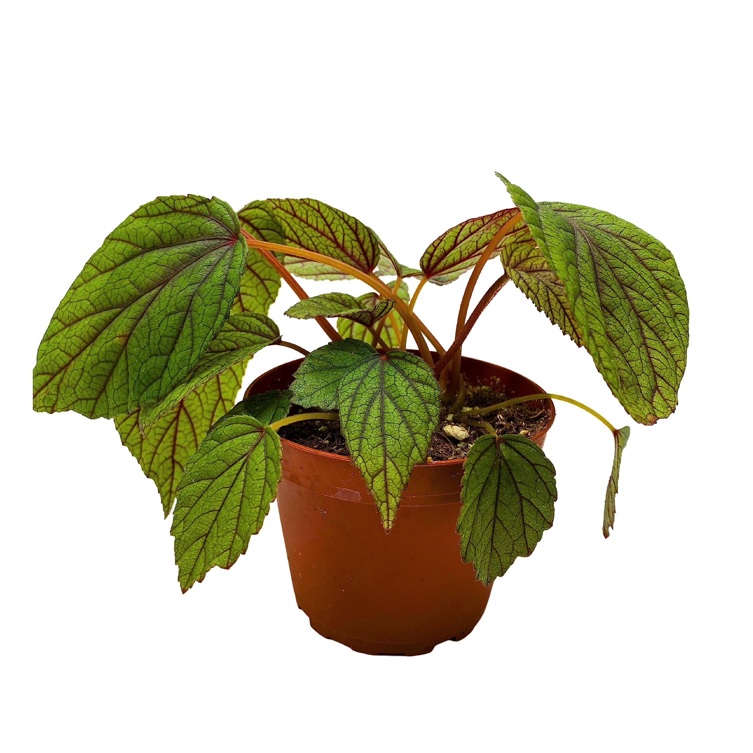 BubbleBlooms Harmony's Abdullahpieei Begonia, Abdullah Pieei Begonia ...