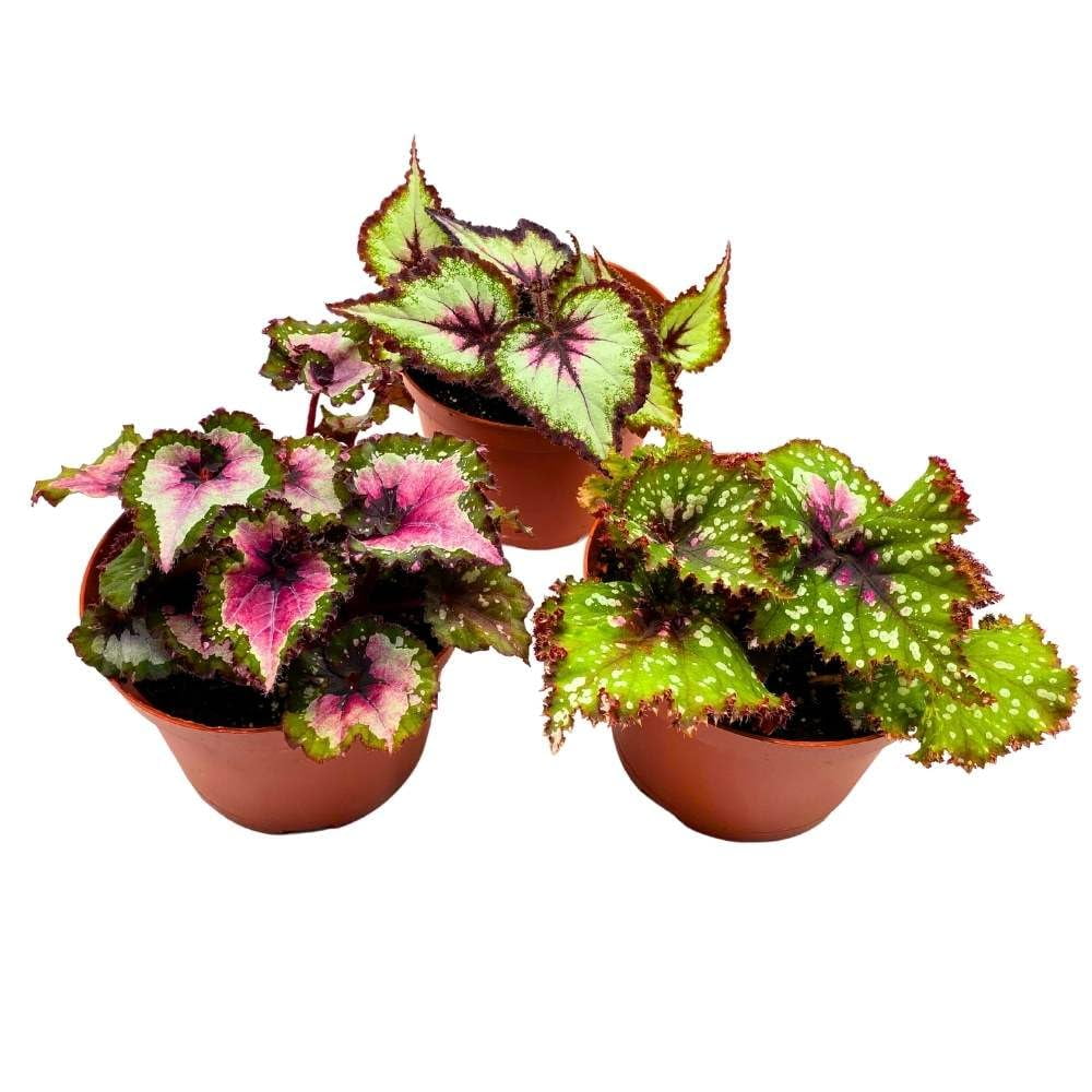 Florida House Plants Begonia Rex Variety Assortment, 3 Begonia Rex in 6 ...