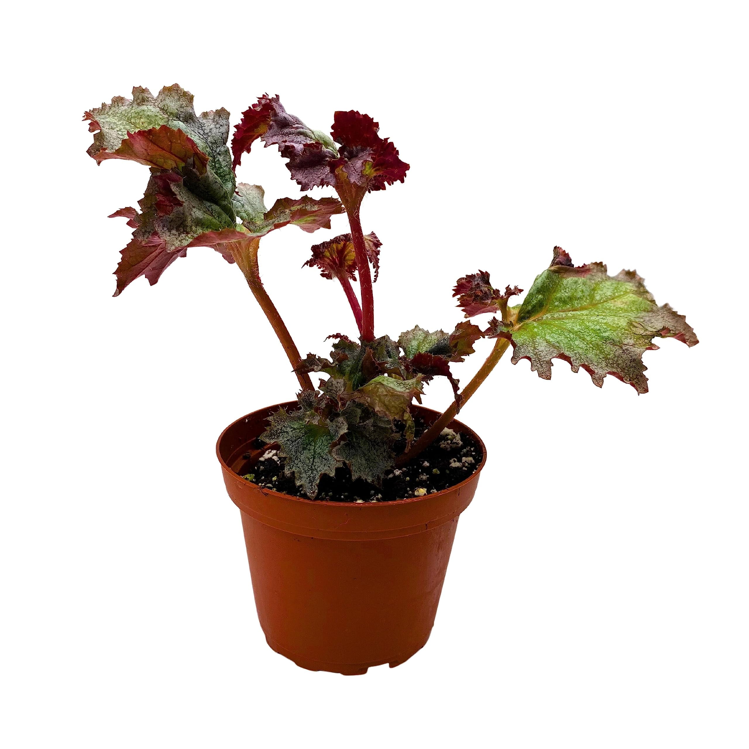 BubbleBlooms Harmony's Daehnerys Begonia, Begonia Rex in 4 inch Pot ...