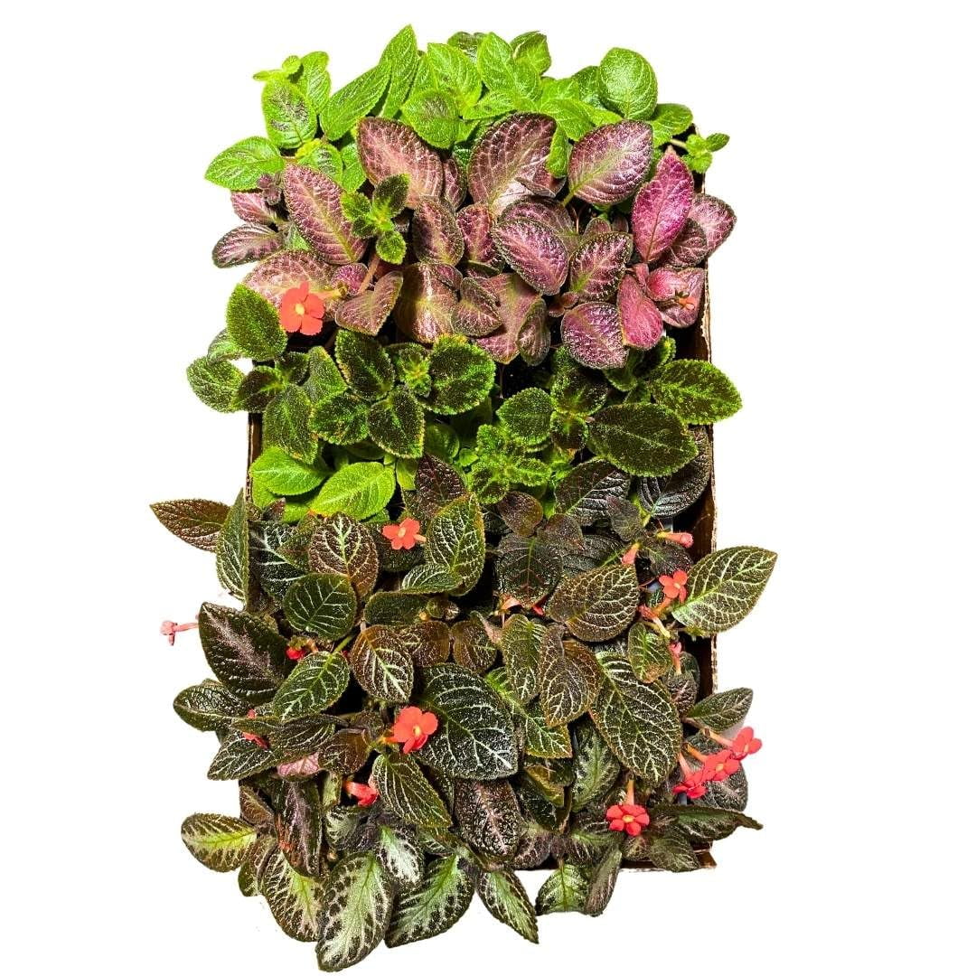 BubbleBlooms Harmony's Episcia Box Half Case 45-Pack 2-inch Flame Violets Bulk Wholesale Variety ...