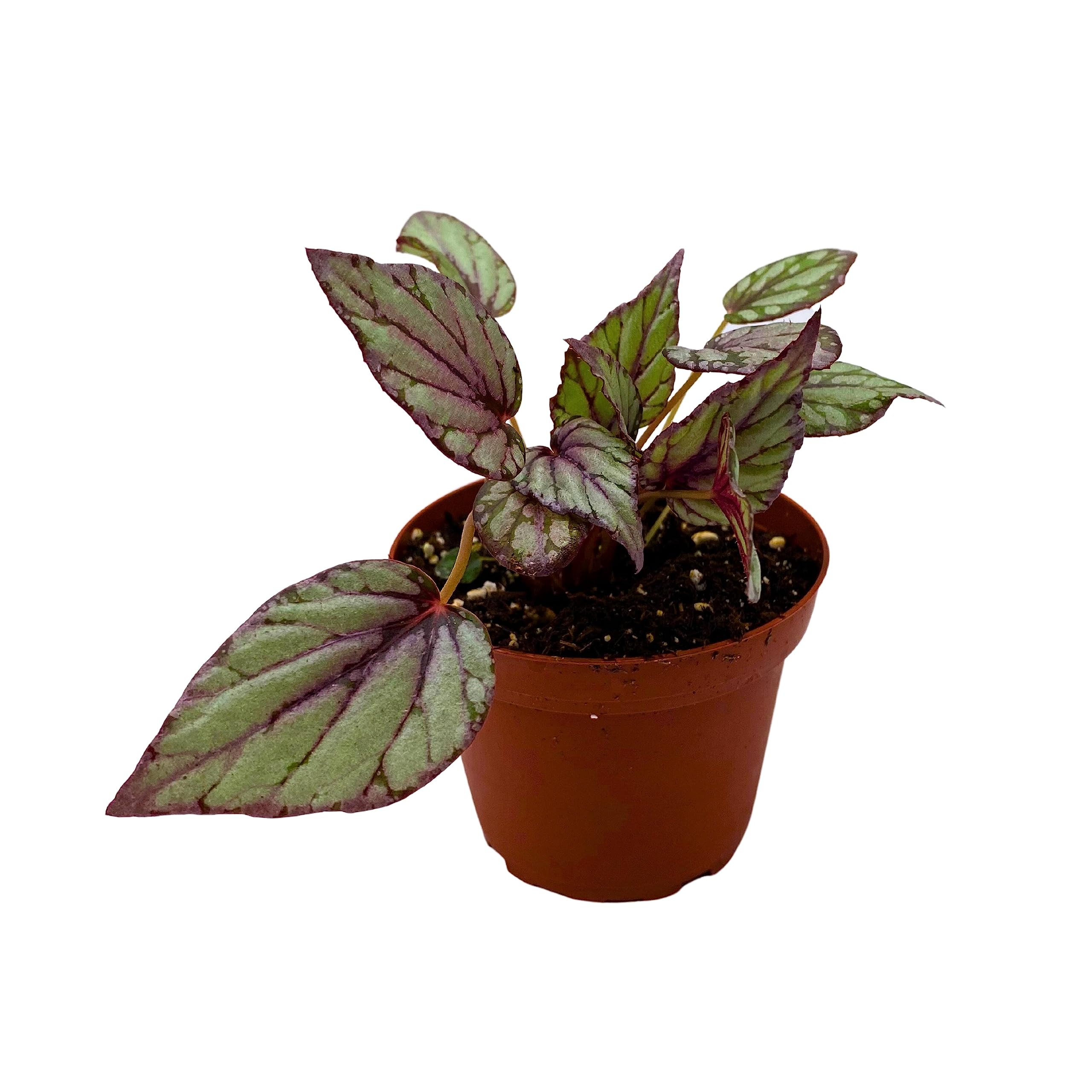 BubbleBlooms Harmony's Hugh McLaughlin Begonia, Hugh McLaughlan Begonia ...