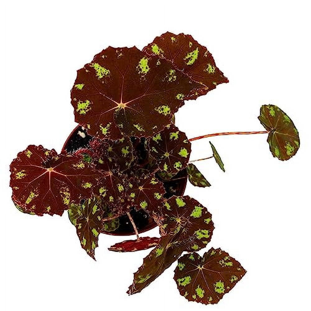 BubbleBlooms Harmony's KitKat Begonia, Begonia Rhizomatous Hybrid ...