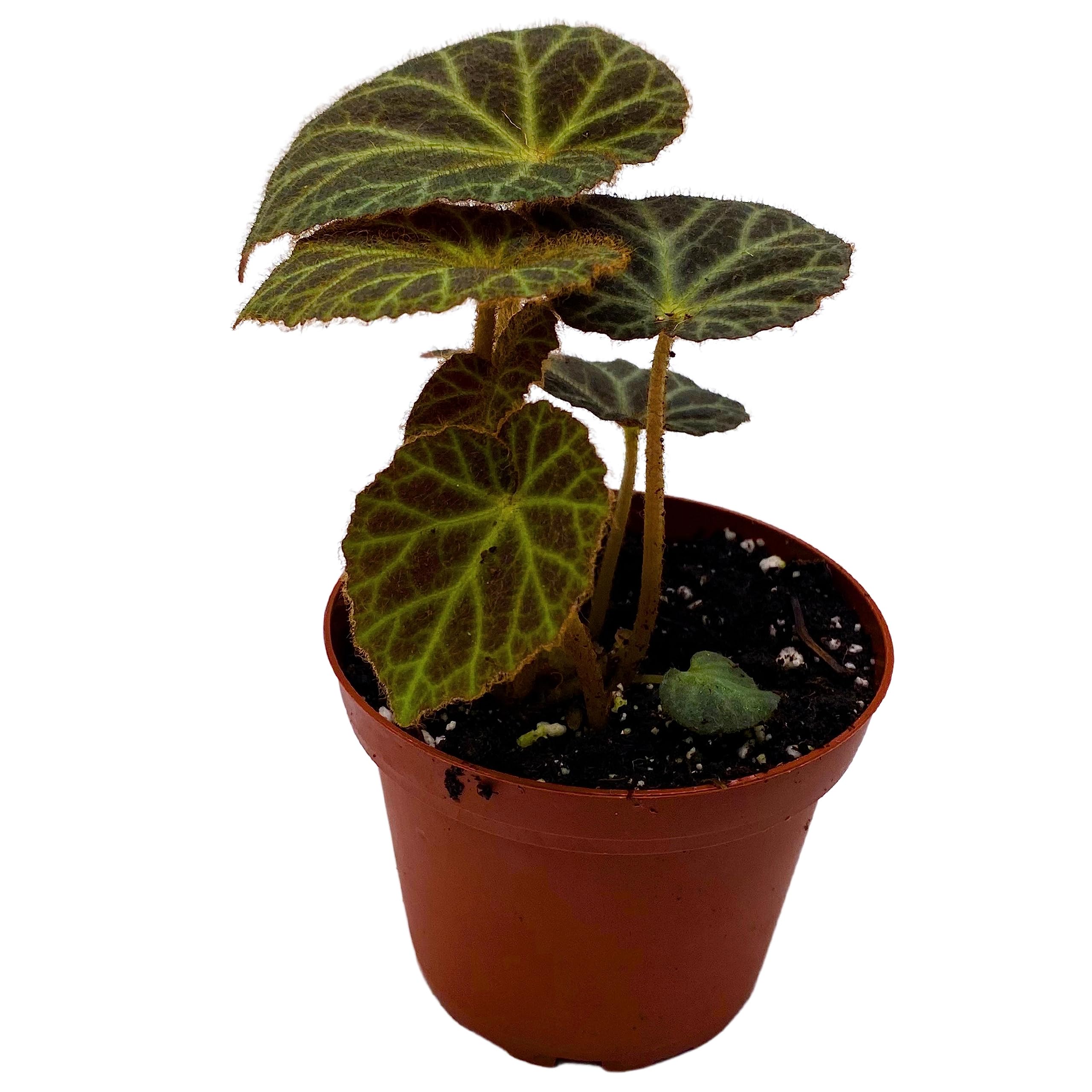 BubbleBlooms Harmony's Klemmei Begonia, Begonia Rex in 4 inch Pot ...