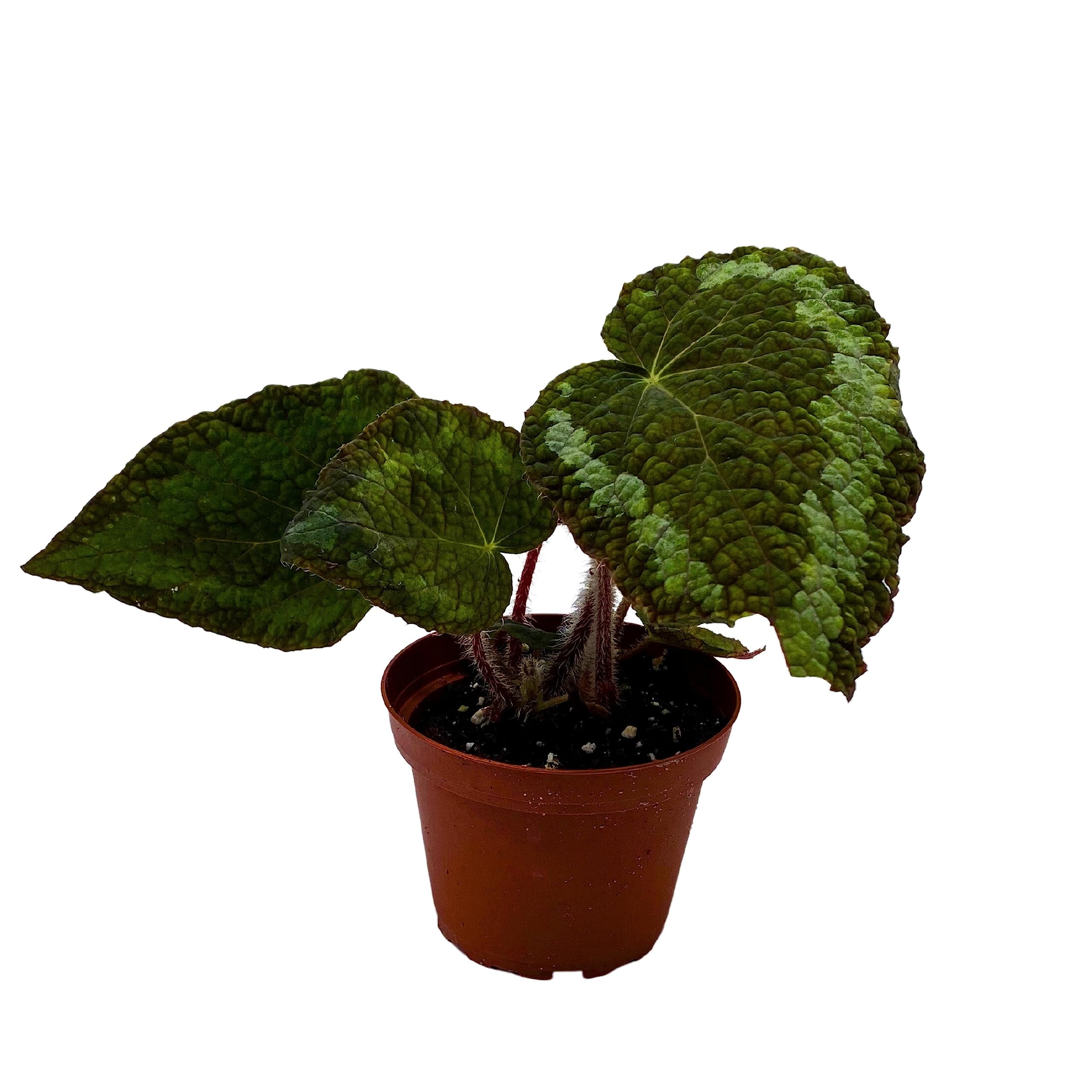 BubbleBlooms Harmony's Longiciliata Begonia, Begonia Sizemoreae ...