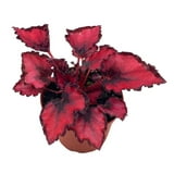 BubbleBlooms Harmony's Red Robin Begonia Rex, Painted-Leaf Unique ...