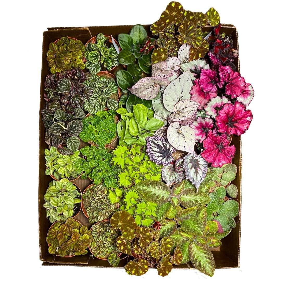 BubbleBlooms Harmony's Sample Box Full Case 30 4-inch Bulk Begonia ...