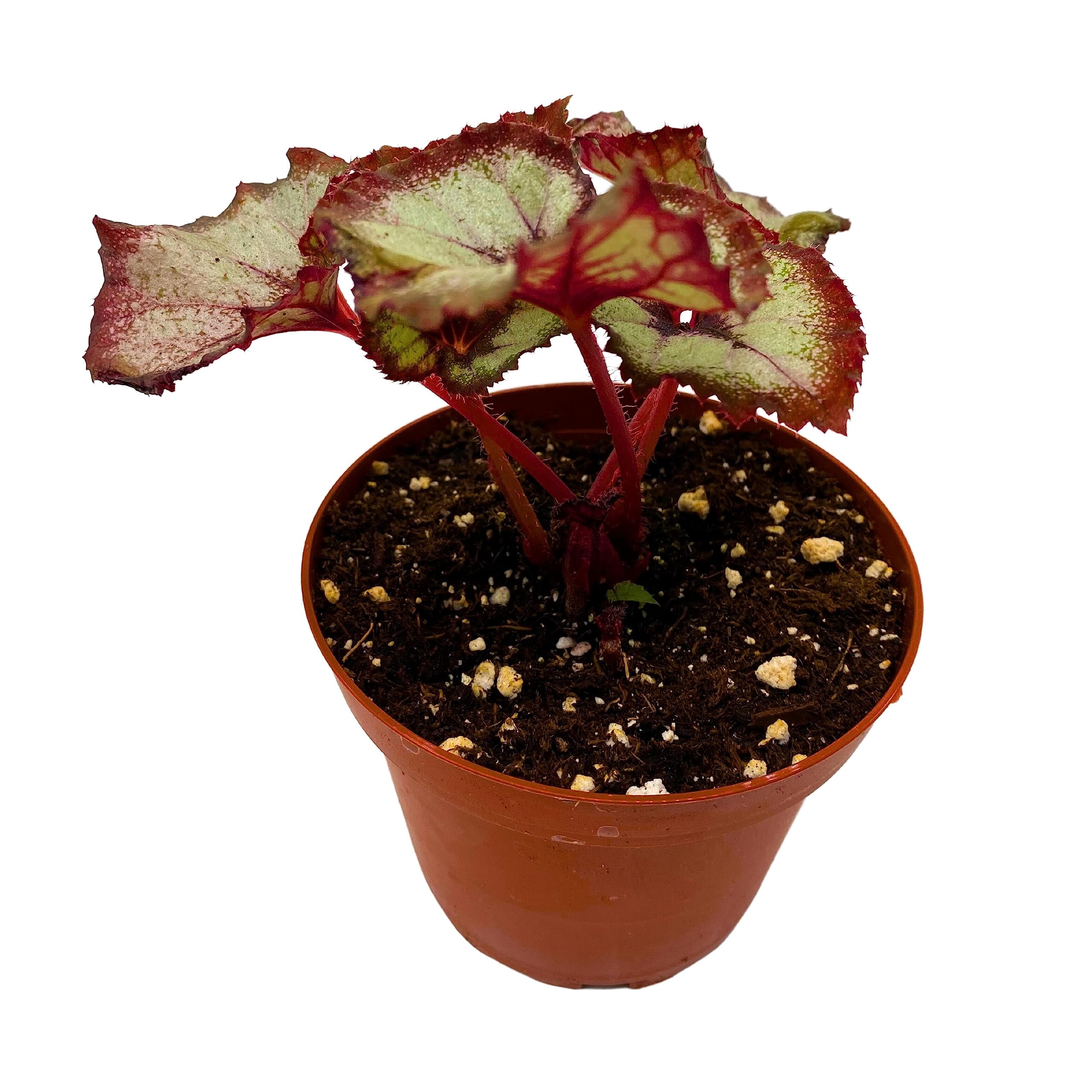 BubbleBlooms Harmony's Vertigo Begonia, Spiral-Leaf Begonia, Begonia ...