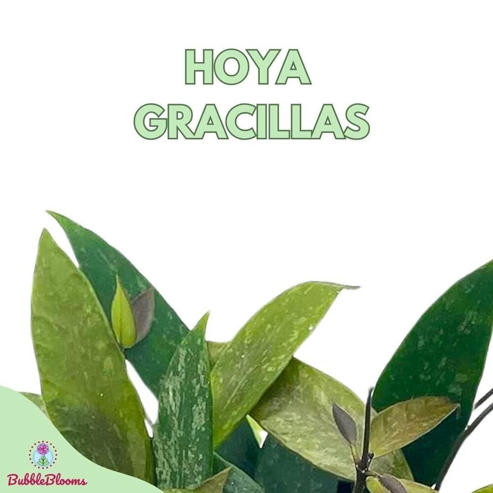 BubbleBlooms Hoya Gracilis, in a 2 inch Pot Tiny Mini Pixie Plant ...