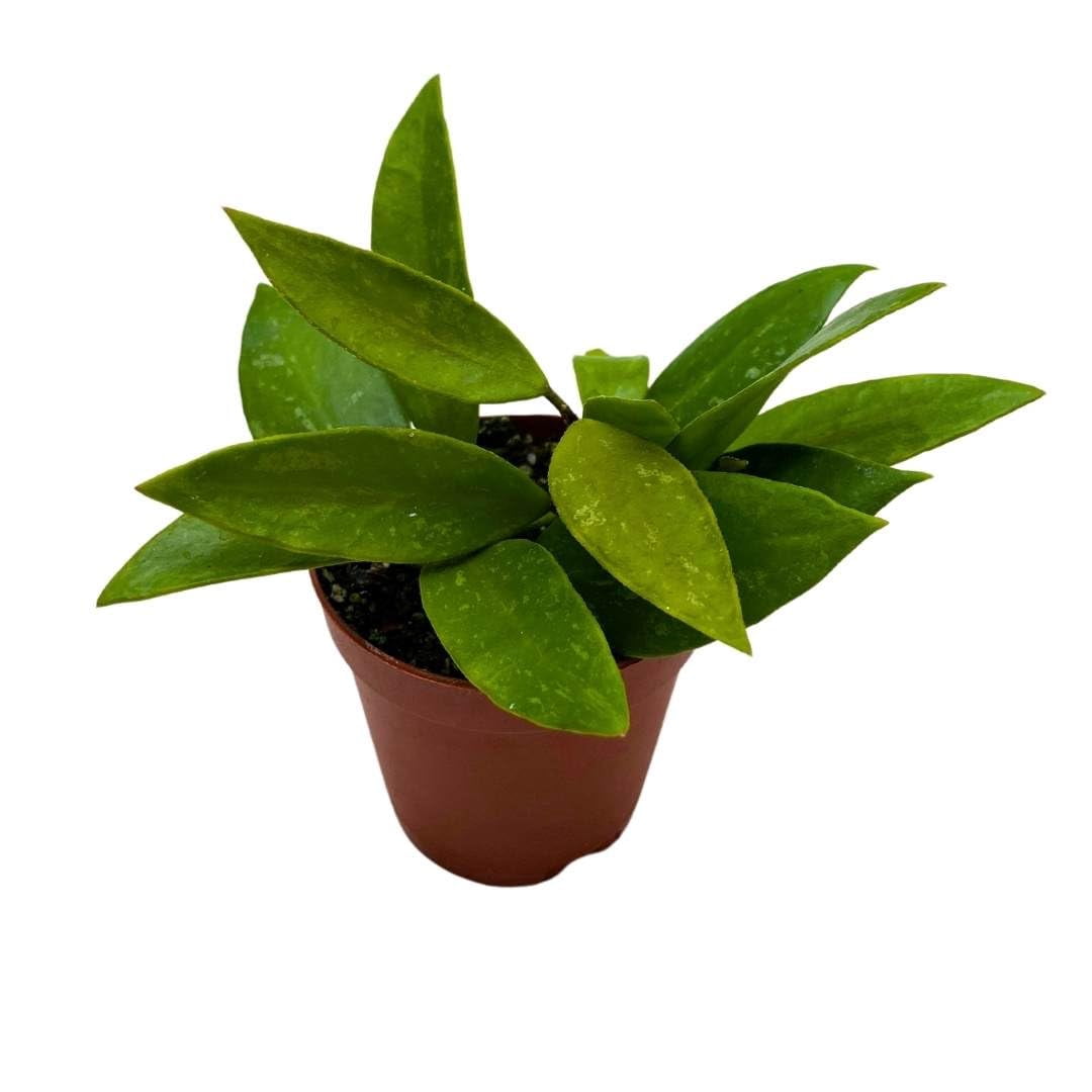 BubbleBlooms Hoya Gracilis, in a 2 inch Pot Tiny Mini Pixie Plant ...