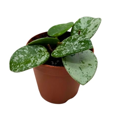 BubbleBlooms Hoya Mathilde Splash 2 inch - Walmart.com