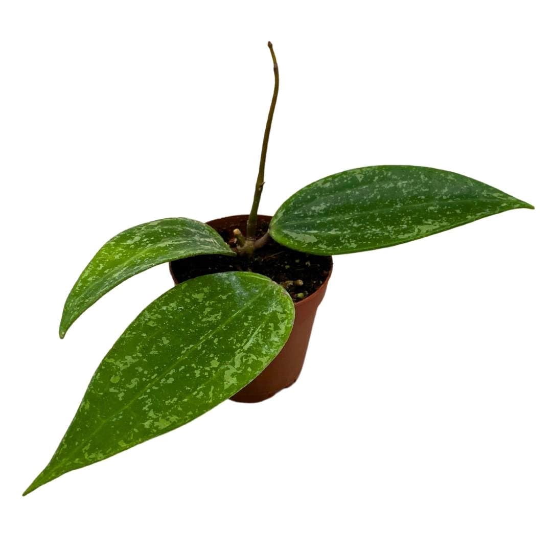 BubbleBlooms Hoya Rangsan 2 inch - Walmart.com