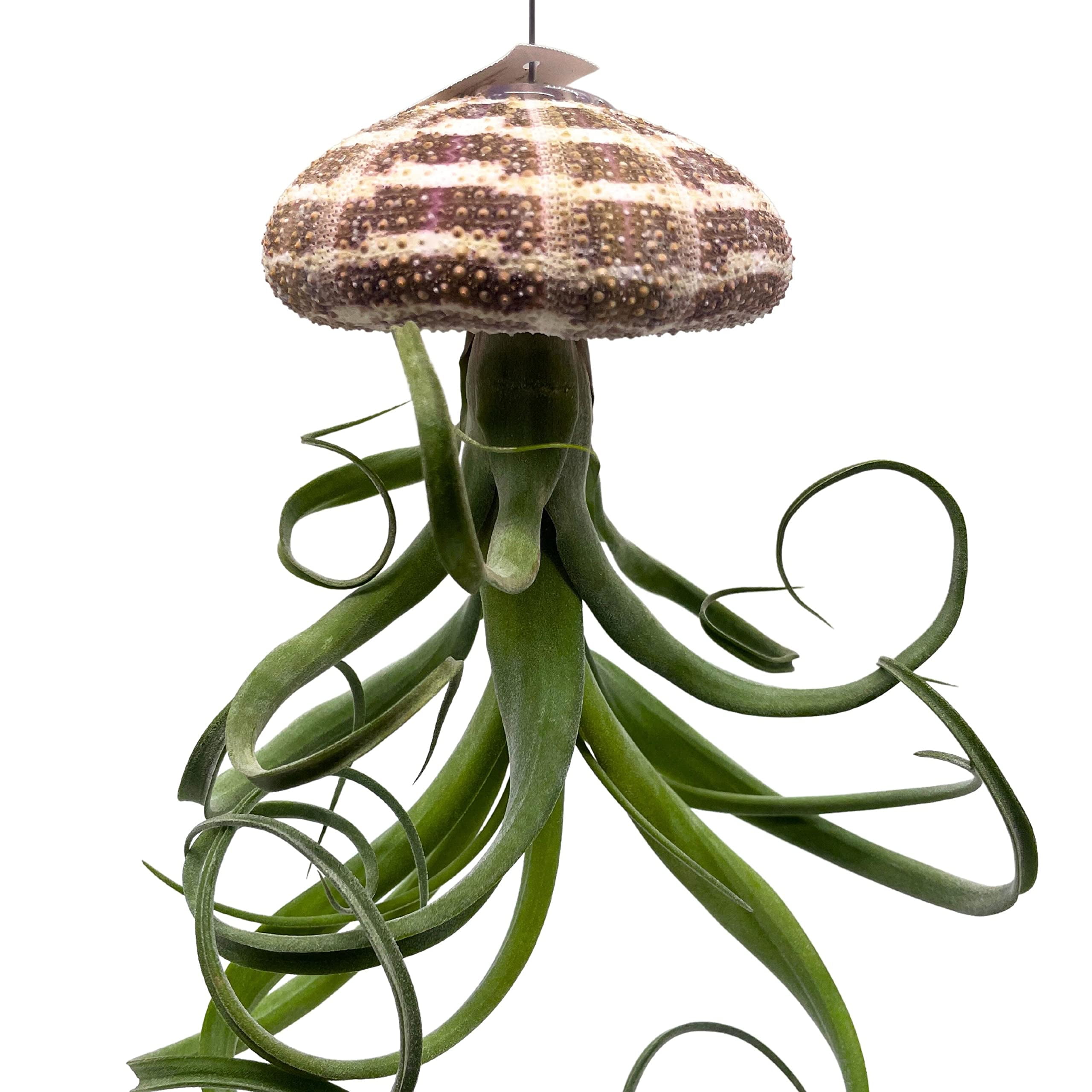BubbleBlooms Large Tillandsia Jellyfish, Big Hanging air Plant with ...