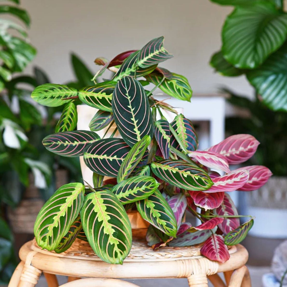 BubbleBlooms Maranta Green, 4 inch Rabbit Tracks, Kerchoveana ...