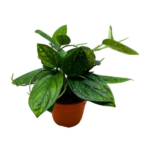 Variegated Monstera Plant