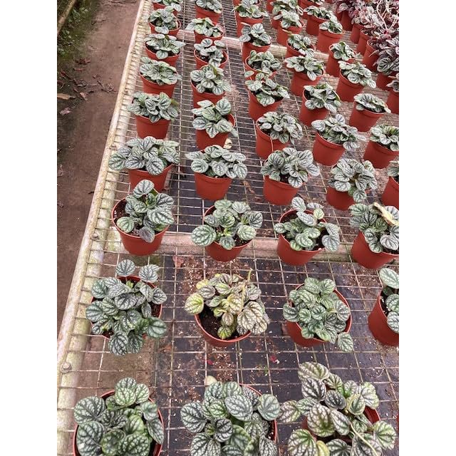 BubbleBlooms Peperomia Burbella Wholesale Bulk Plants 4 inch 15-Pack ...
