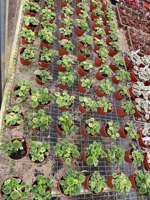 BubbleBlooms Peperomia Freckles Wholesale Bulk Plants 4 inch 15-Pack ...