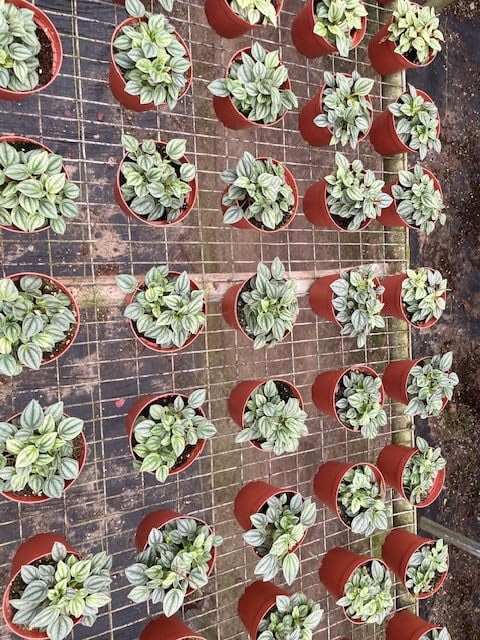 BubbleBlooms Peperomia Frost Wholesale Bulk Plants 4 inch 15-Pack ...
