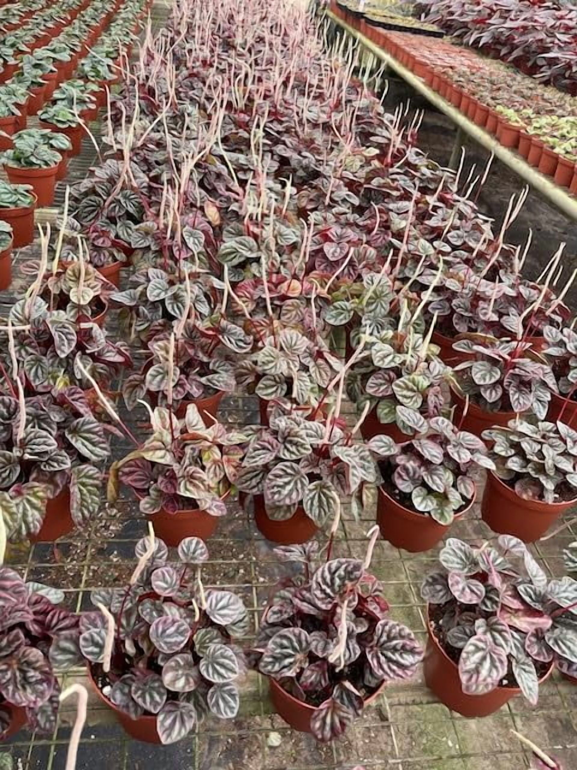 BubbleBlooms Peperomia Luna Red Ripple Wholesale Bulk Plants 4 inch 30 ...